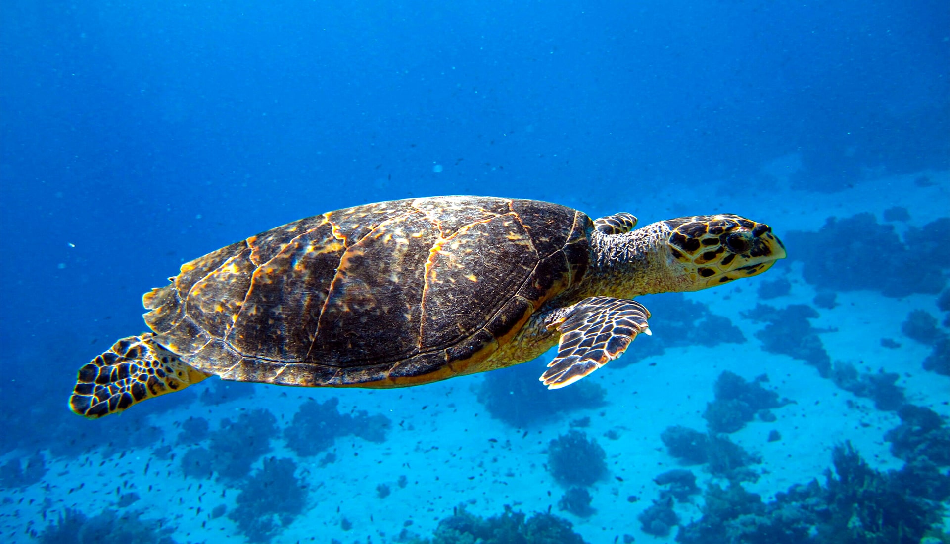 Destination Example 1 - Scorpion Diving Centers